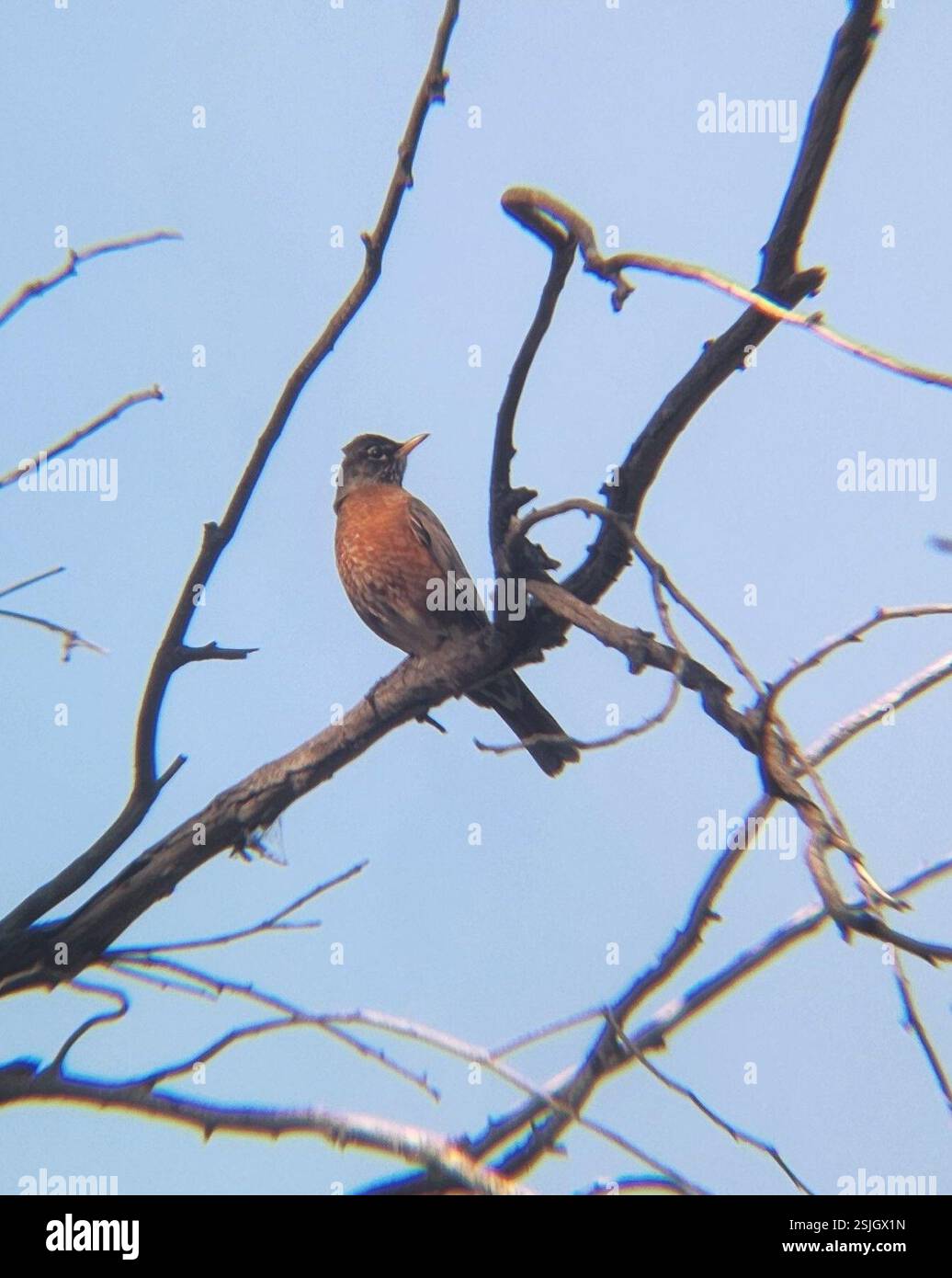American Robin (Turdus migratorius), Aves, 22430 Tijuana, Baja ...