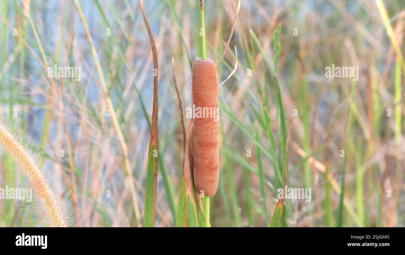 narrow-leaved cattail (Typha angustifolia), Plantae, Краби, Таиланд ...