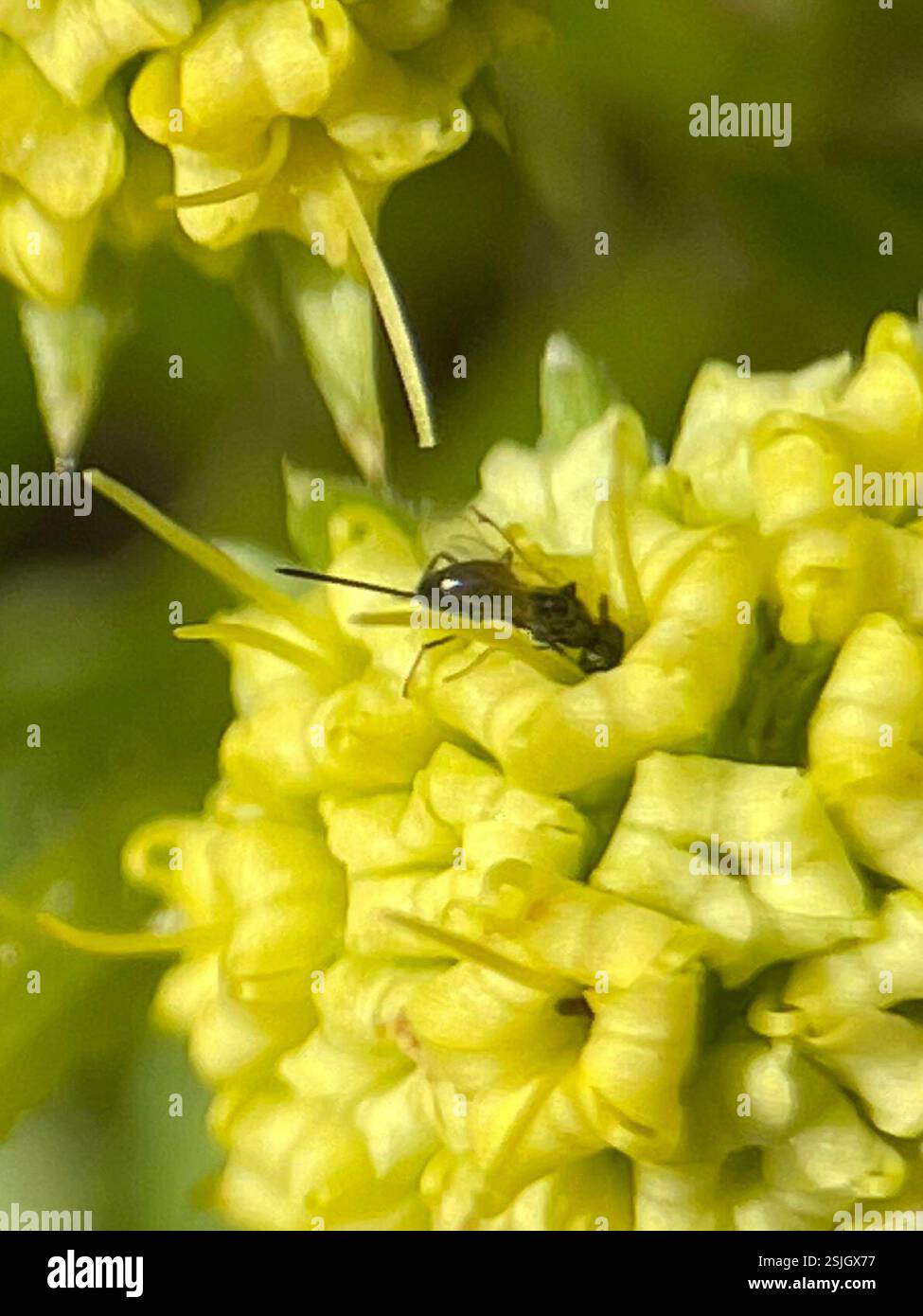 (Torymidae), Insecta, Via Laguna Vista, San Luis Obispo, CA, US Stock ...