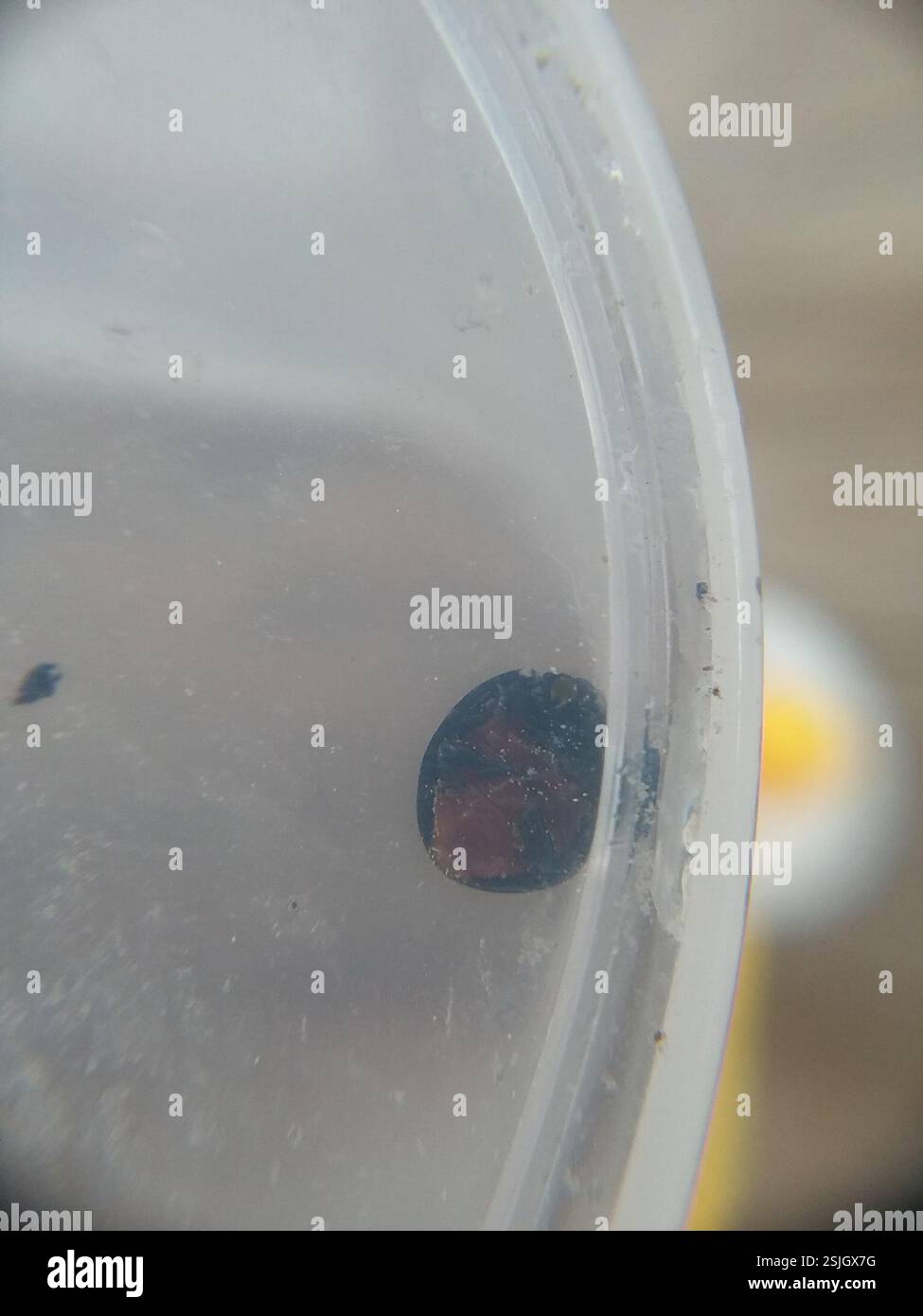 Cactus Lady Beetle (Chilocorus cacti), Insecta, Windsor Forest ...