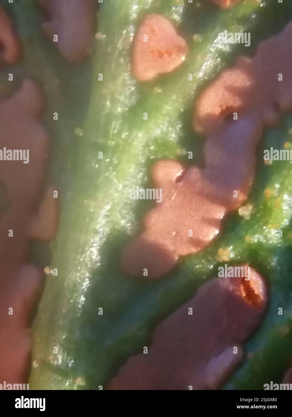 blackberry orange rust (Gymnoconia peckiana), Fungi, WF NFN "Community ...