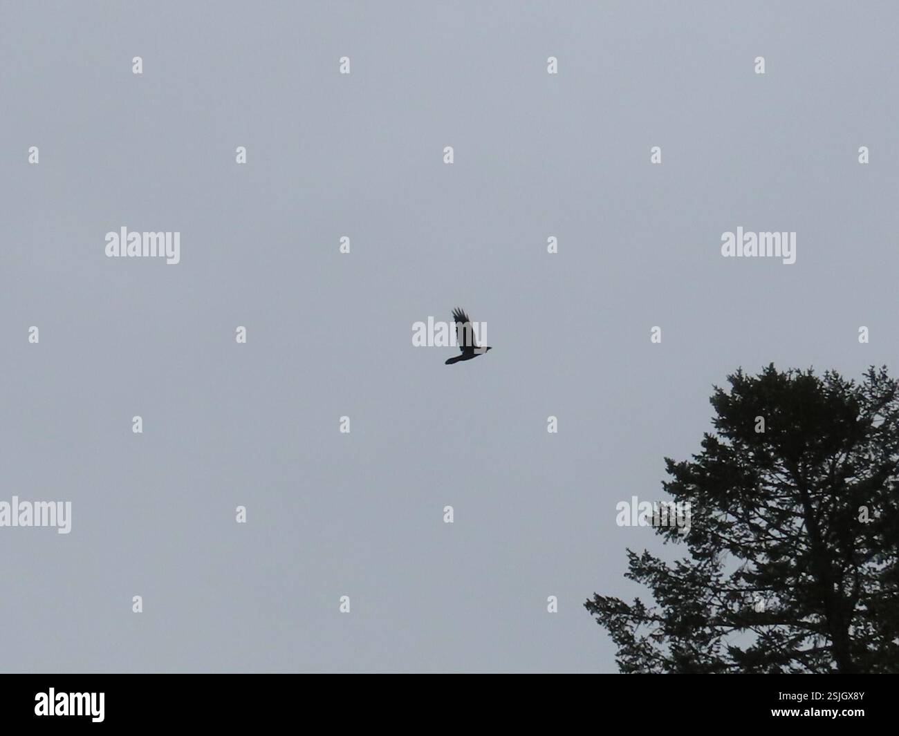 Common Raven (Corvus corax), Aves, View Royal, BC, Canada Stock Photo ...