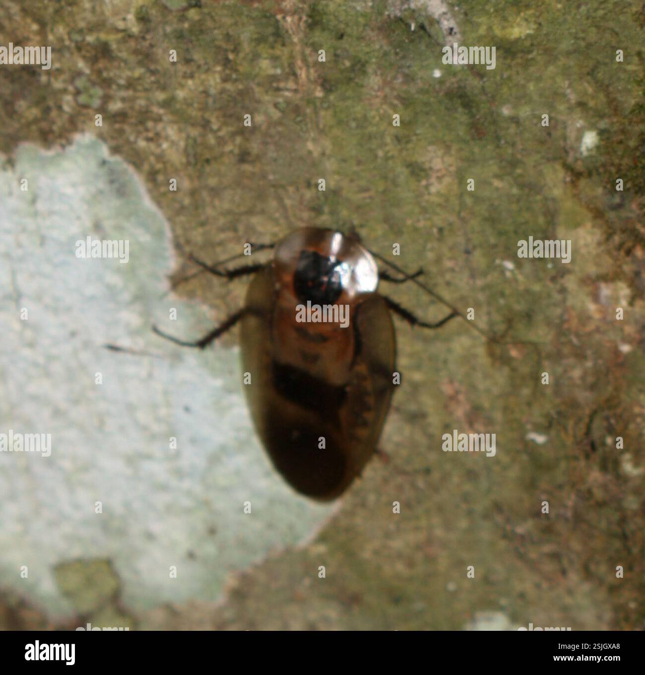Giant Cave Cockroach (Blaberus giganteus), Insecta, Heredia Province ...