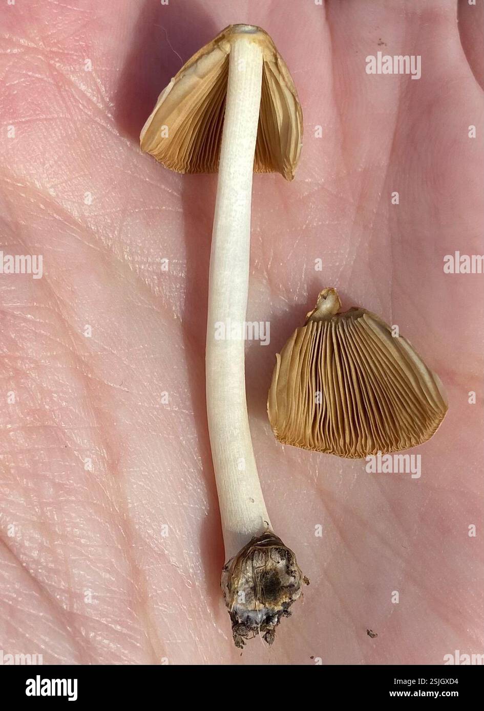 Brittlestems and Allies (Psathyrellaceae), Fungi, Regent St, Los ...