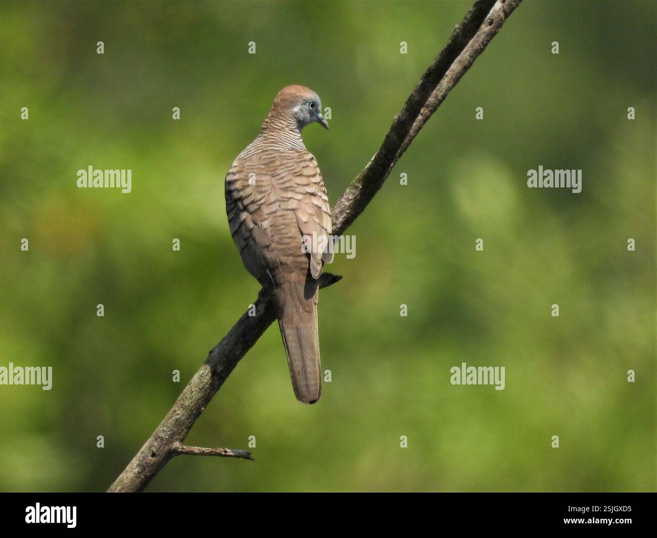 Zebra Dove (Geopelia striata), Aves, Penang, Malaysia Stock Photo - Alamy
