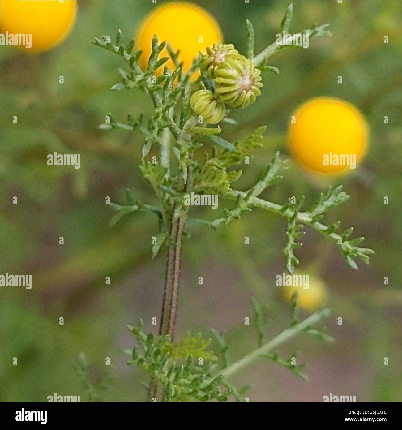 stinknet (Oncosiphon pilulifer), Plantae, Norco, CA 92860, USA ...