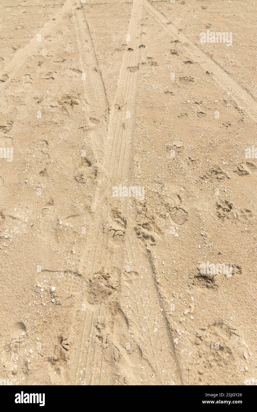 Footprints and tire tracks in the sand of the navigable sandy beach of ...