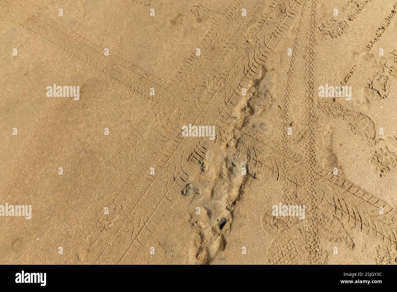 Tire tracks and shoe prints in the sandy soil on the beach at Lakolk on ...