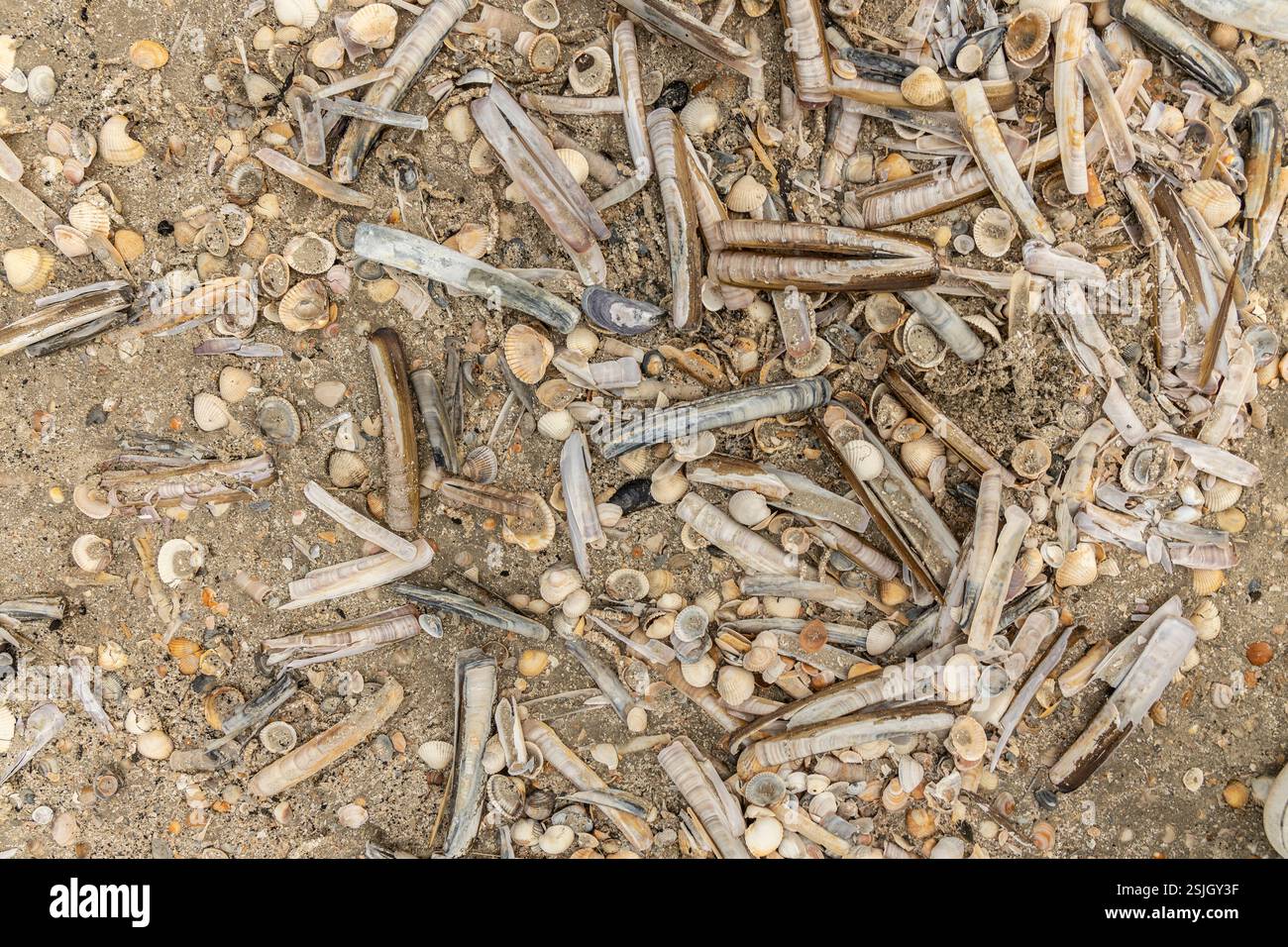 View from above of the grainy sand with mussels and razor clams on the ...