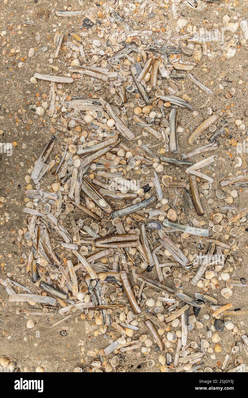 View from above of the grainy sand with mussels and razor clams on the ...