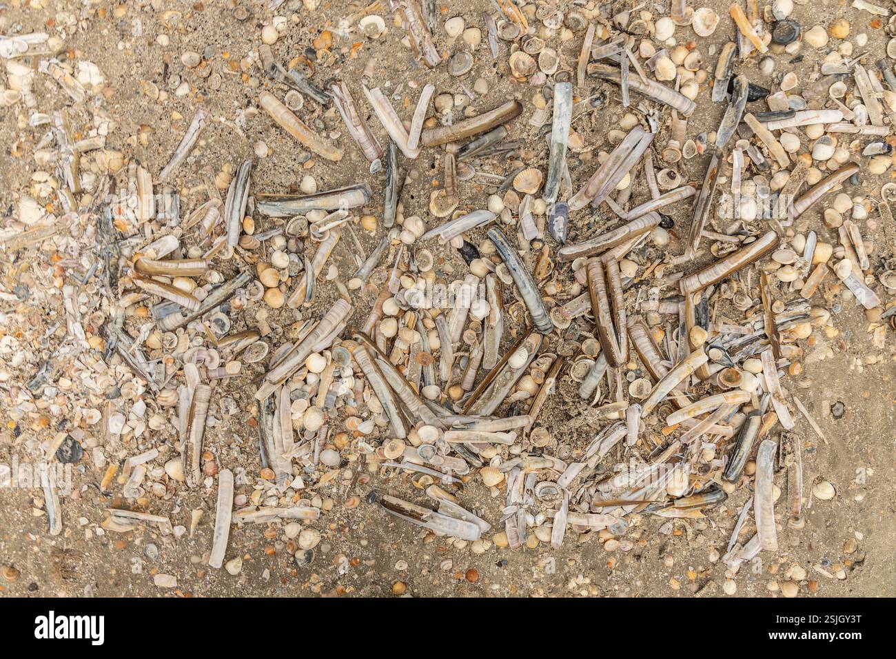 View from above of the grainy sand with mussels and razor clams on the ...