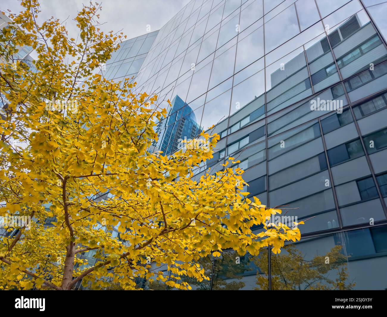 A low-angle shot captures a vibrant branch of golden autumn leaves ...