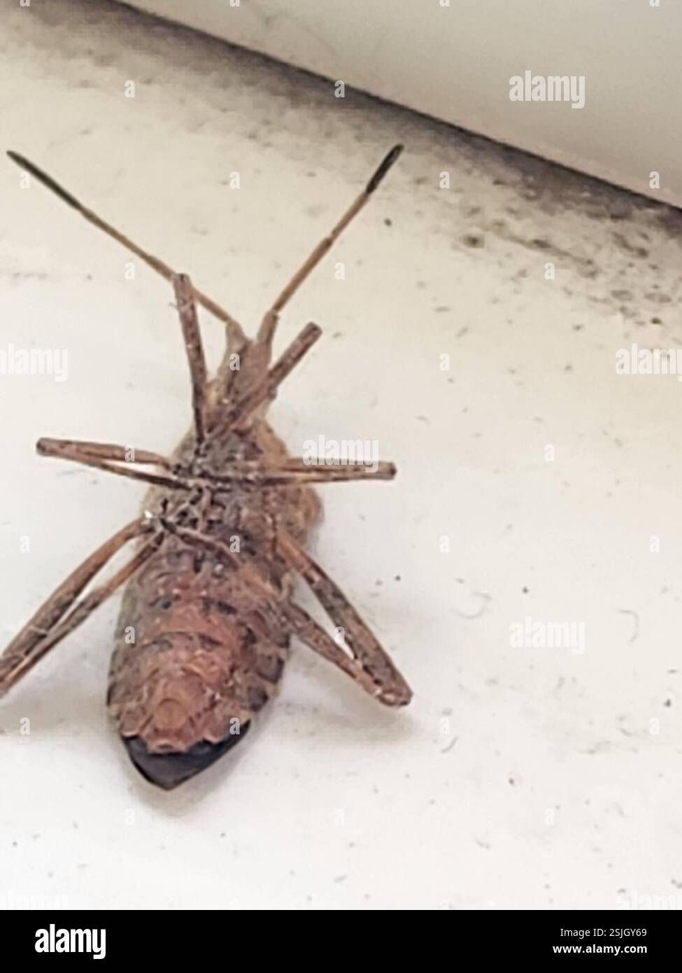 Western Conifer Seed Bug (Leptoglossus occidentalis), Insecta, Bishop ...