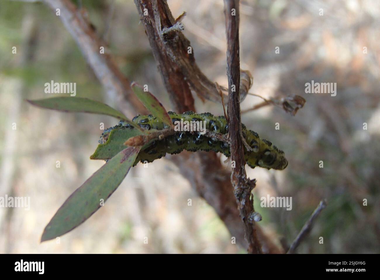 Ants, Bees, Wasps, and Sawflies (Hymenoptera), Insecta, 62 Railway ...