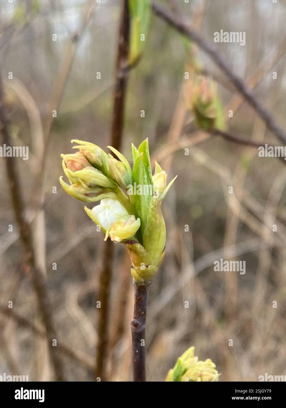 Osoberry (Oemleria cerasiformis), Plantae, Deas Island, Delta, BC, CA ...