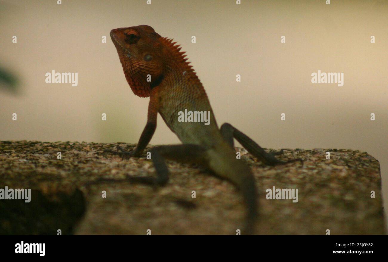 Oriental Garden Lizard (Calotes versicolor), Reptilia, Than Sadet-Ko ...