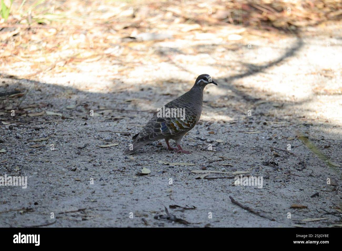 Common Bronzewing (Phaps chalcoptera), Aves, Ocean Grove Coastal ...