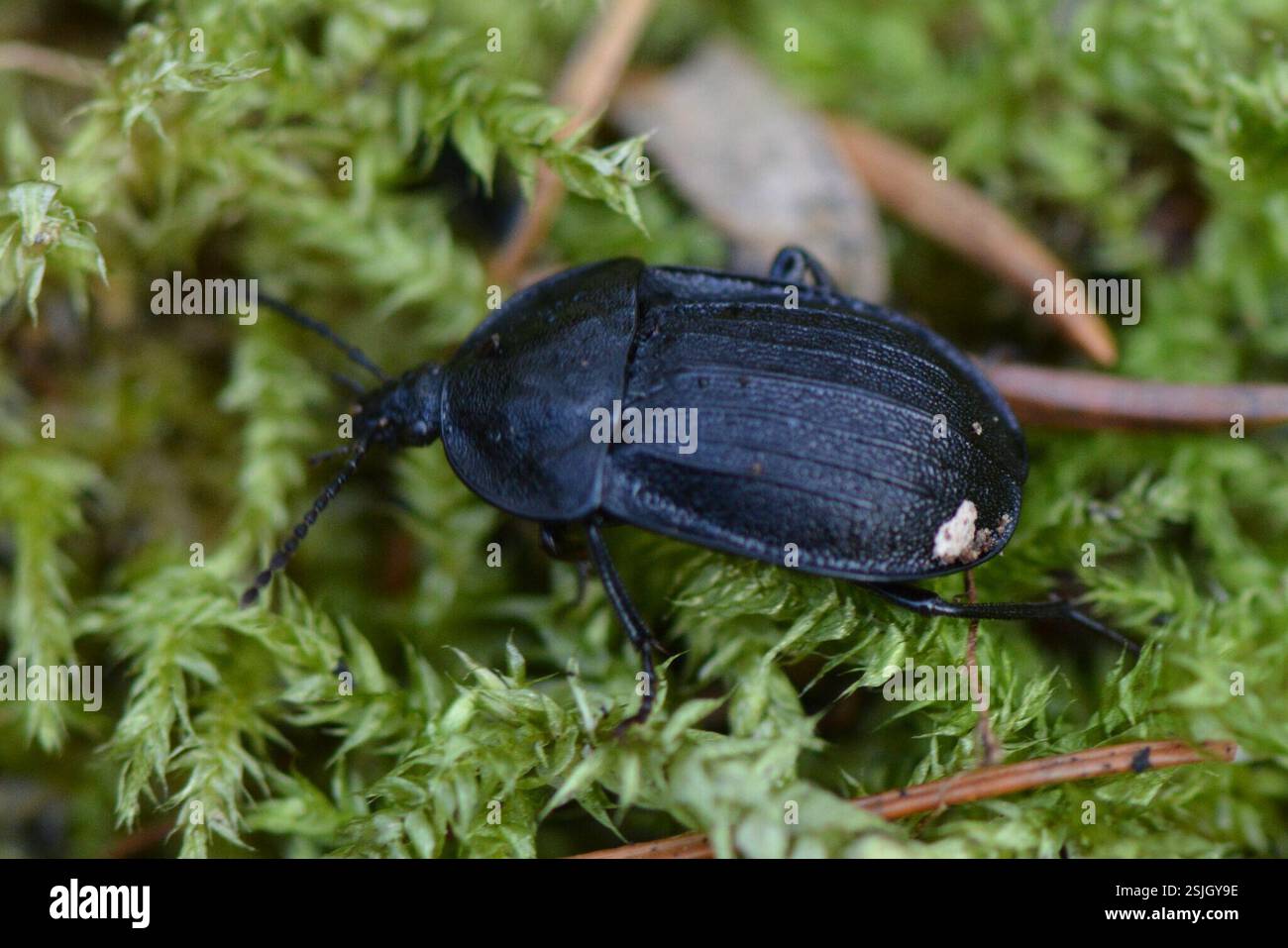 Black snail beetle (Phosphuga atrata), Insecta, 5072 Oeschgen, Schweiz ...
