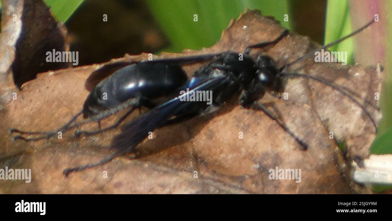 Blue-black Spider Wasps (Anoplius), Insecta, River Rd. Preserve: Putnam ...