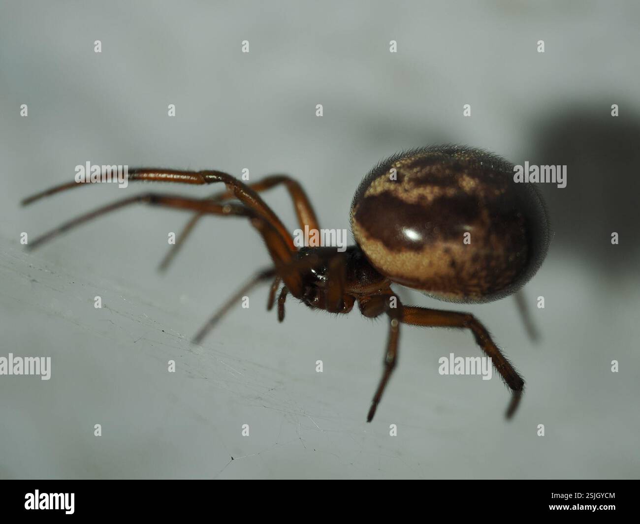 Noble False Widow (Steatoda nobilis), Arachnida, Dudelange, Luxembourg ...