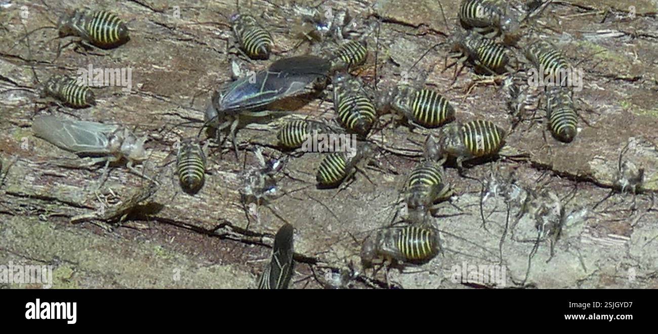 Tree Cattle (Cerastipsocus venosus), Insecta, River Rd. Preserve ...