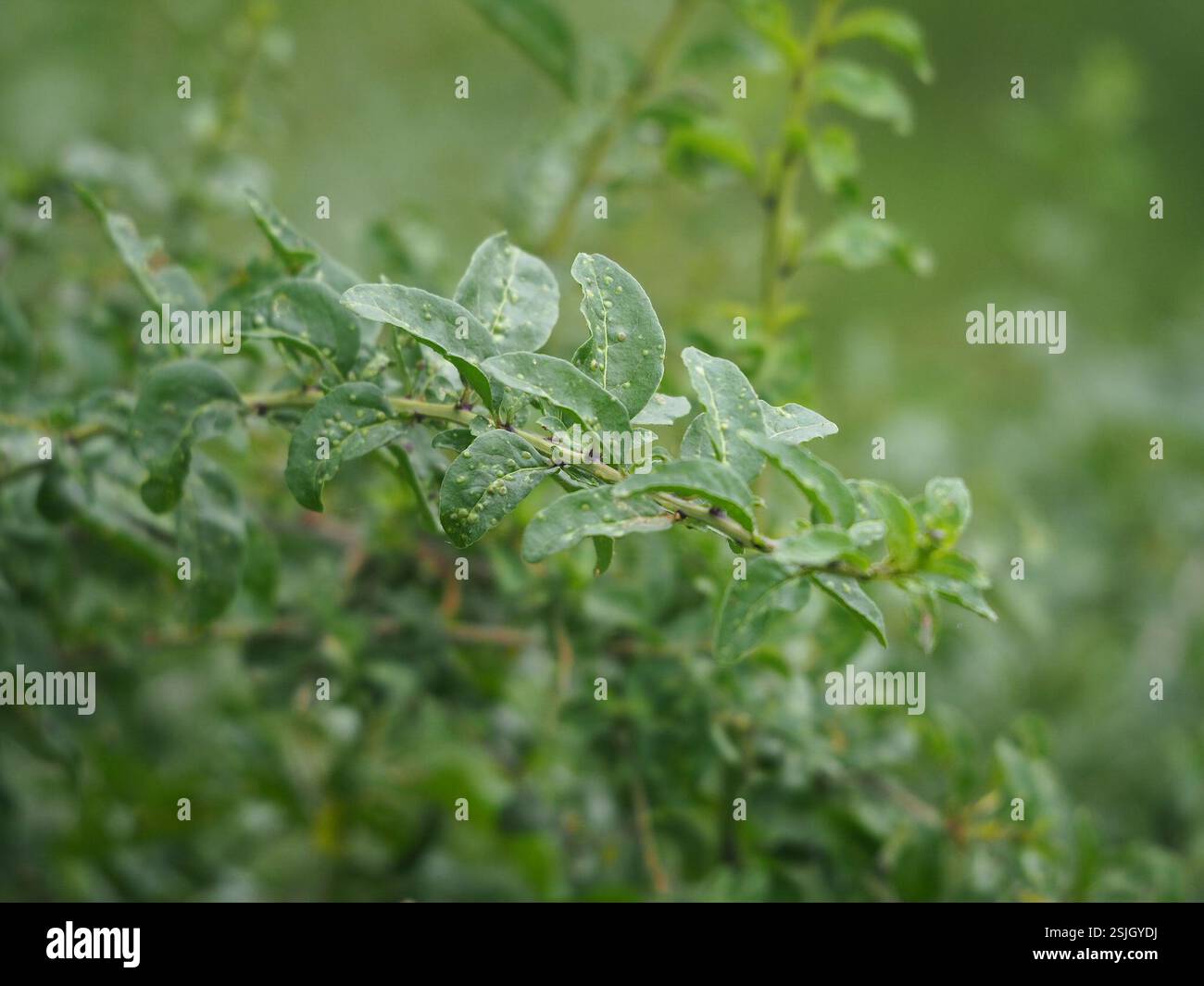 Chinese teaplant (Lycium chinense), Plantae, 台灣嘉義縣 Stock Photo - Alamy