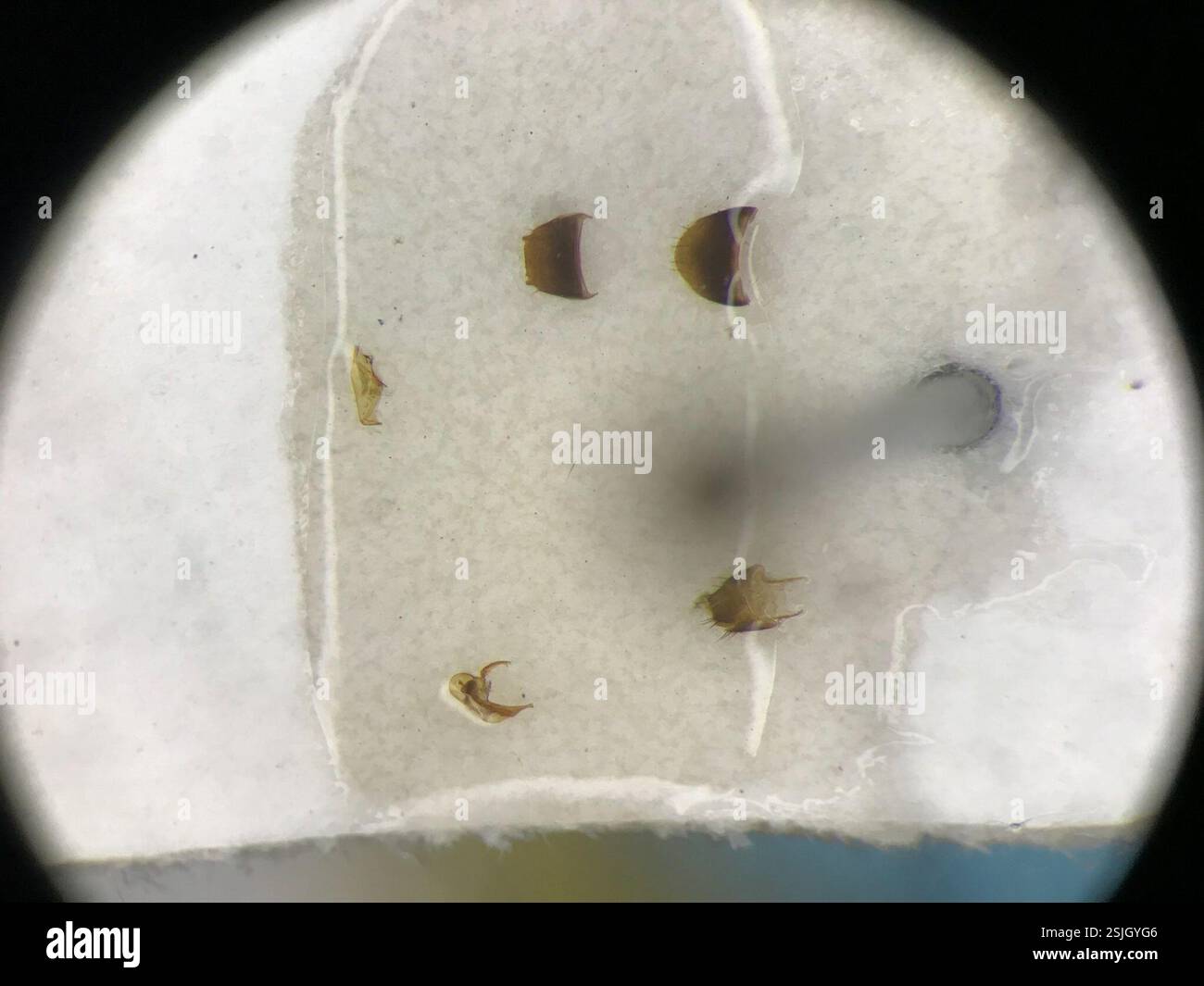 (Atheta crenuliventris), Insecta, Quartier 5-1, Québec, QC, Canada ...