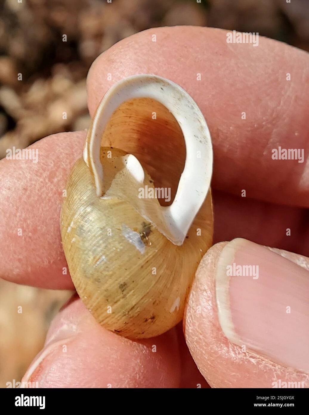White-lip Globe Snail (Mesodon thyroidus), Mollusca, Scranton, KY 40322 ...