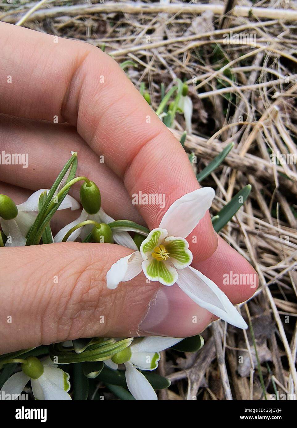 common snowdrop (Galanthus nivalis), Plantae, Acushnet Center, Acushnet ...