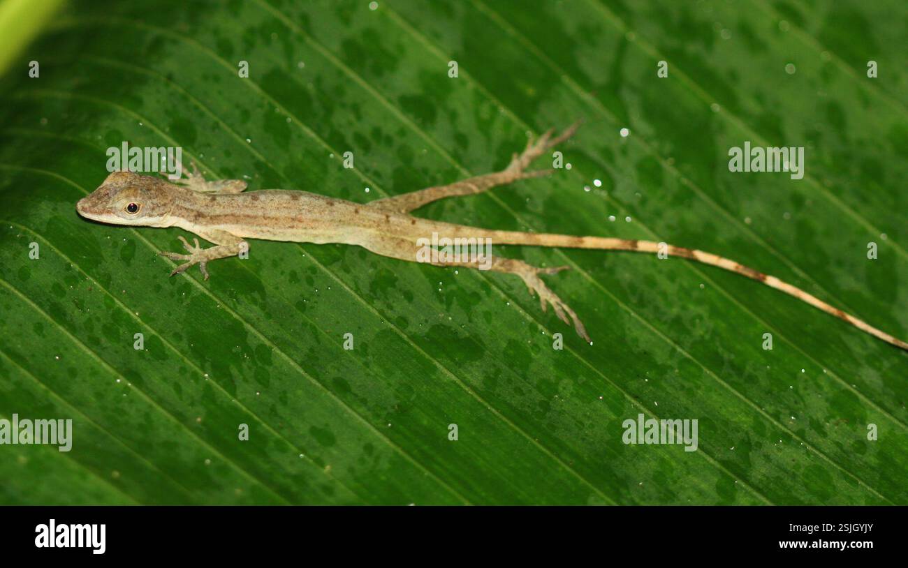 Border Anole (Anolis limifrons), Reptilia, Heredia Province, Sarapiqui ...