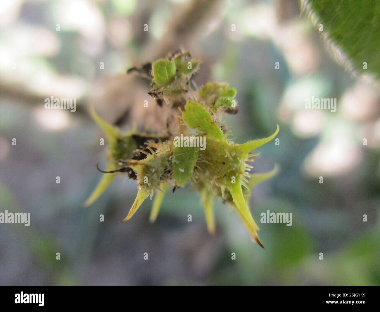 Bindii (Acanthospermum hispidum), Plantae, Zambezi Region, Namibia ...
