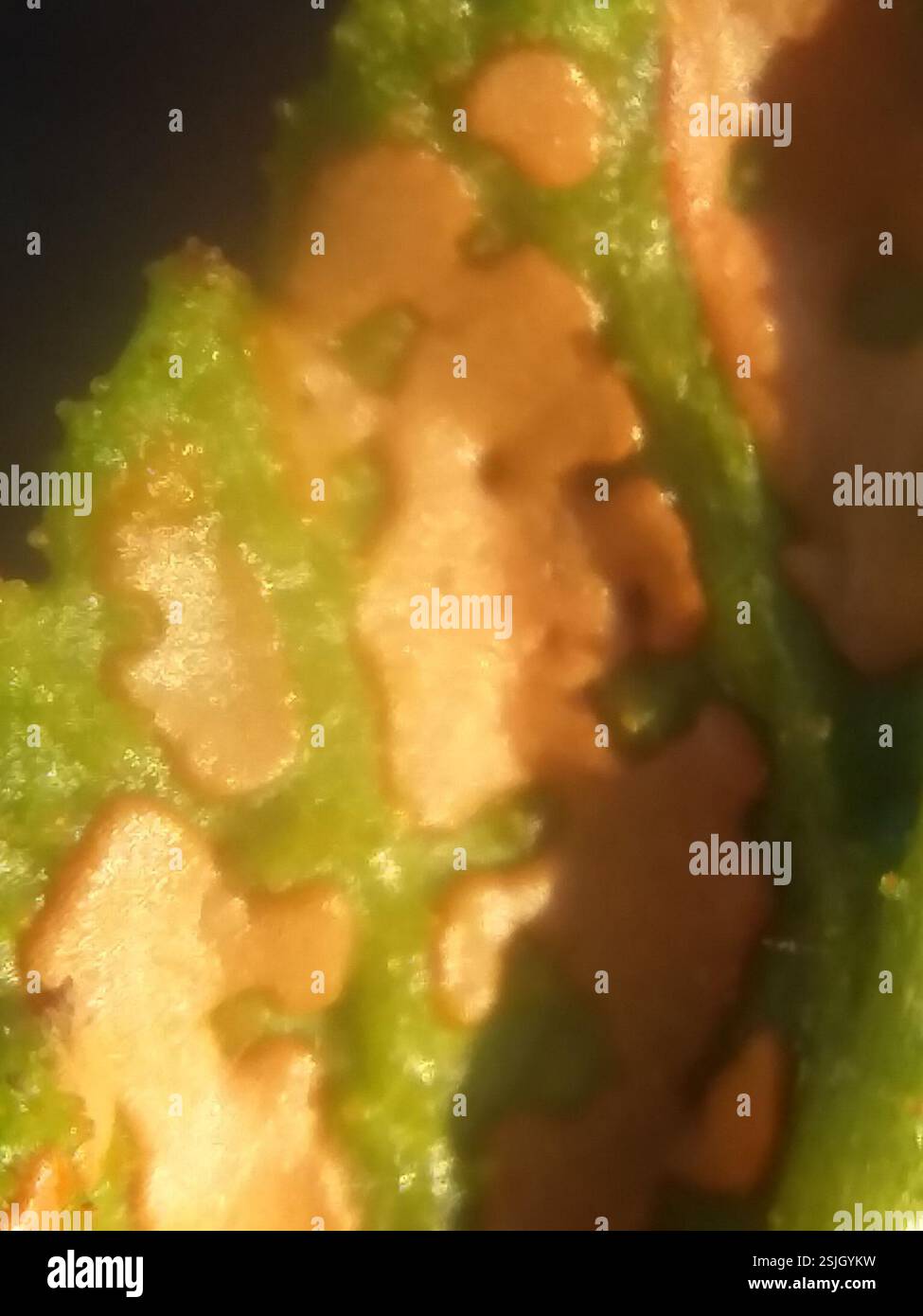 blackberry orange rust (Gymnoconia peckiana), Fungi, WF NFN "Community ...