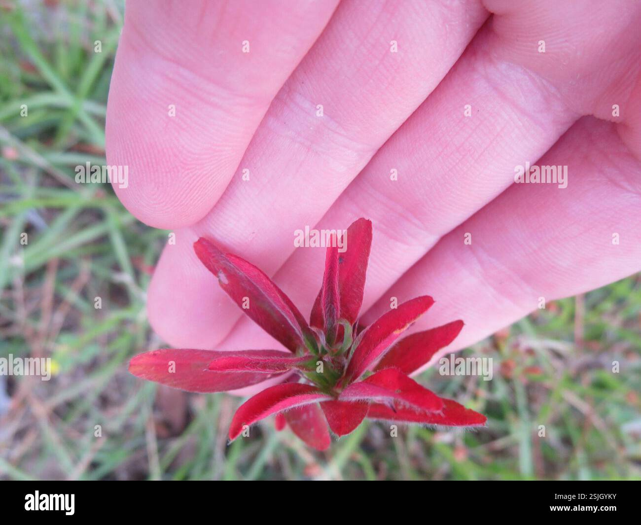 plants (Plantae), Plantae, Windsor Forest, Savannah, GA, USA Stock ...