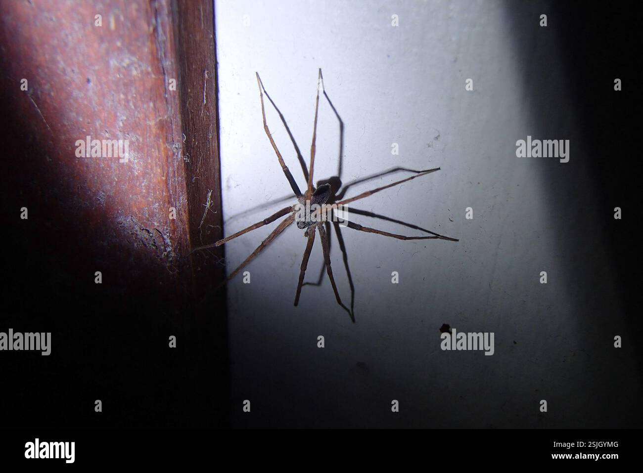 Prowling Spiders (Miturgidae), Arachnida, 62 Railway Parade, Wentworth ...