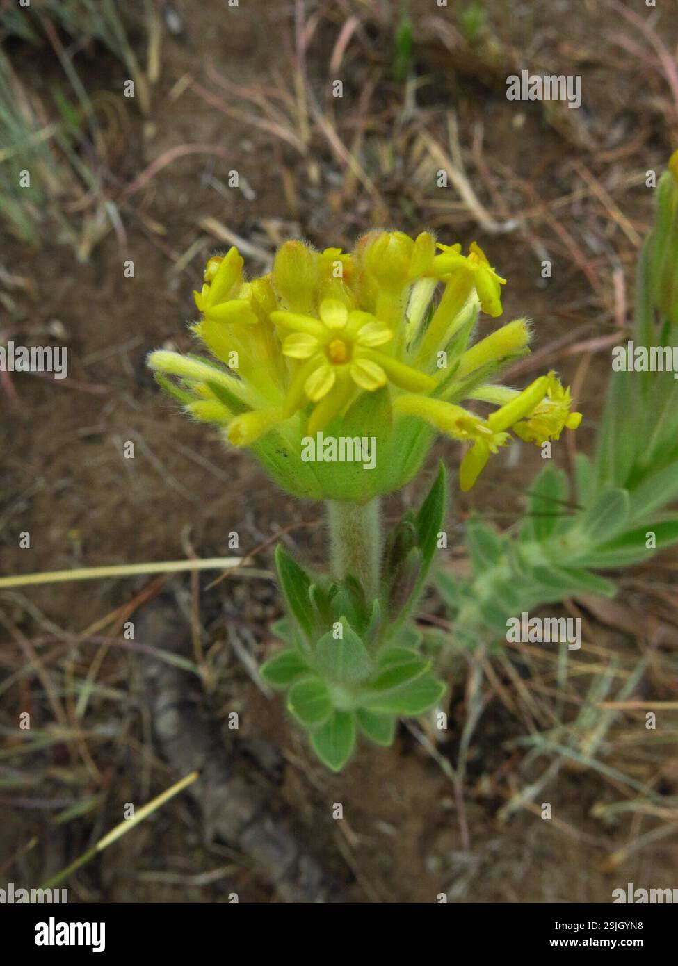Yellowhead Curryflower (Lasiosiphon kraussianus), Plantae, Giants ...