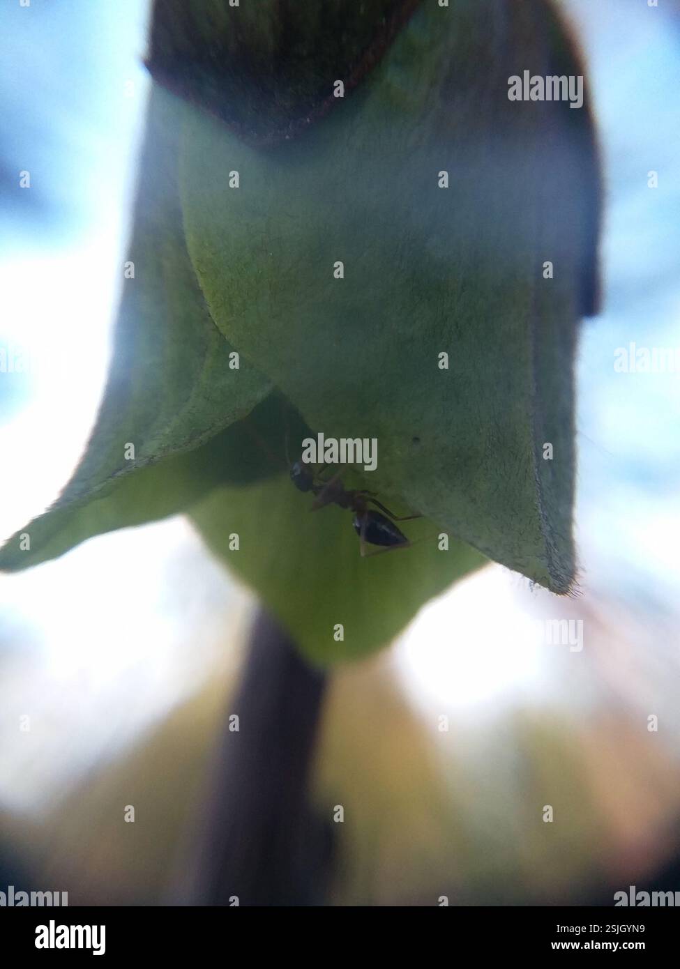 American Winter Ant (Prenolepis imparis), Insecta, Windsor Forest ...