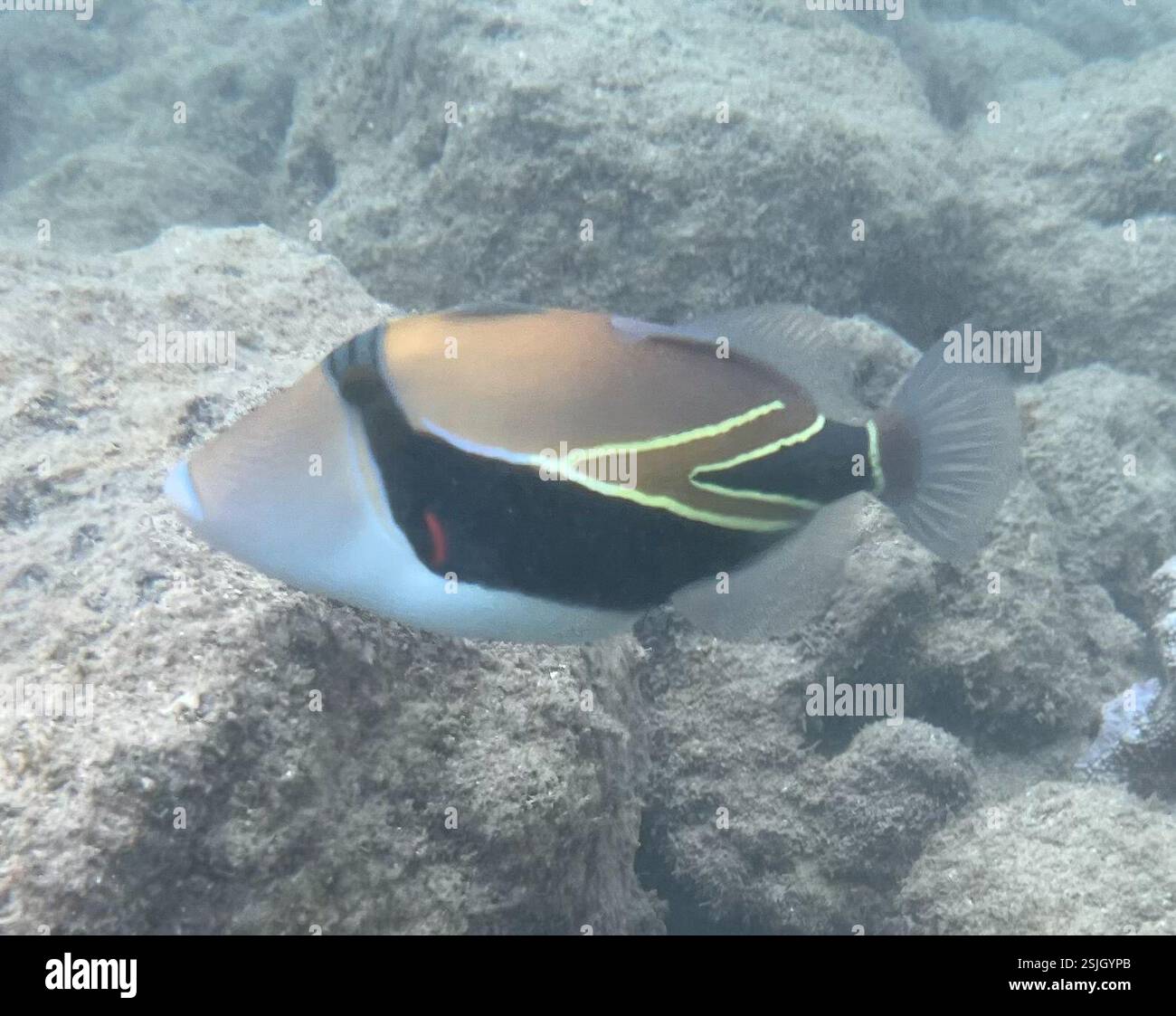 Wedgetail Triggerfish (Rhinecanthus rectangulus), Actinopterygii ...