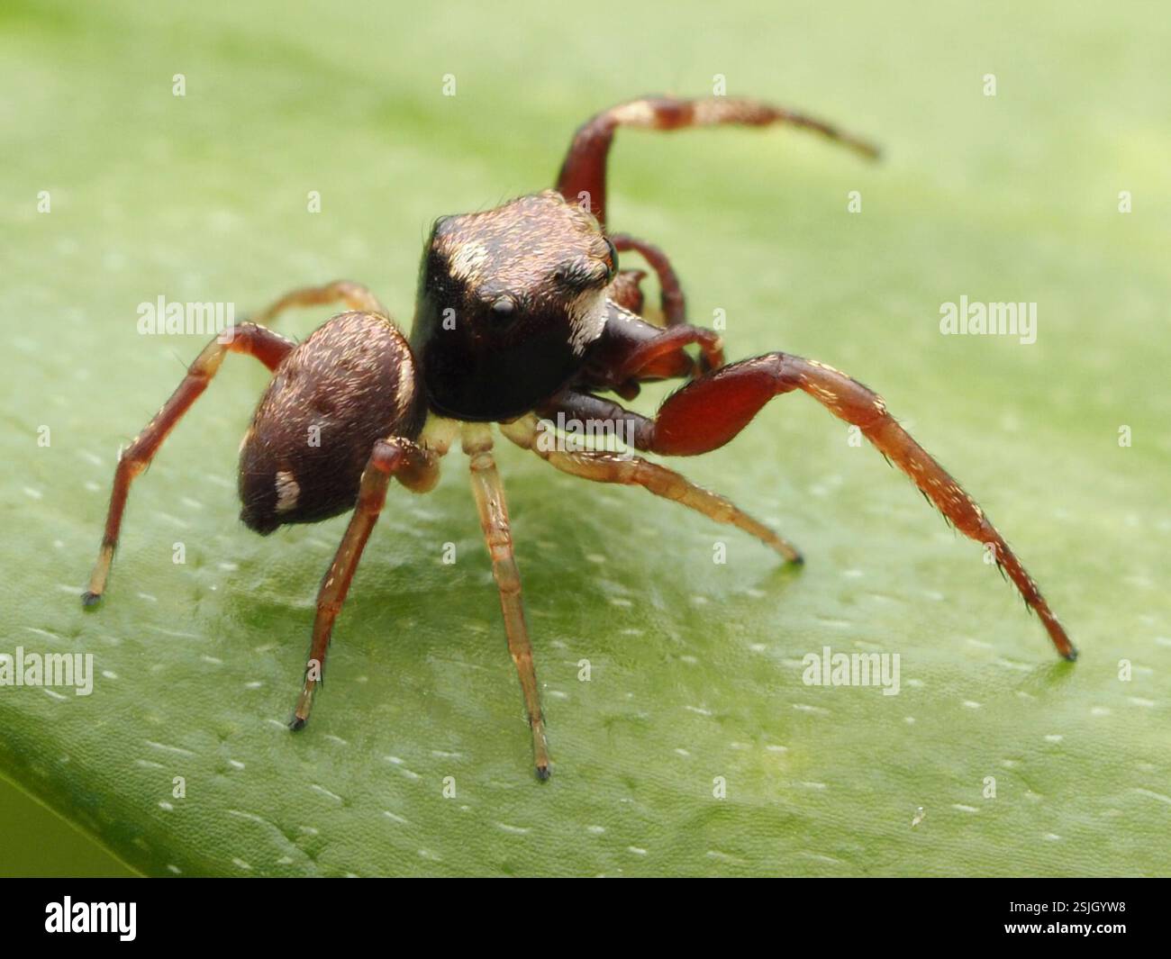 Hammer-jawed Jumping Spider (Zygoballus rufipes), Arachnida, Okeechobee ...