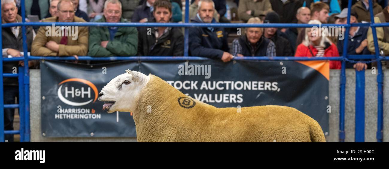 Sale of North Country Cheviot rams at Lockerbie Auction Mart, Scotland ...