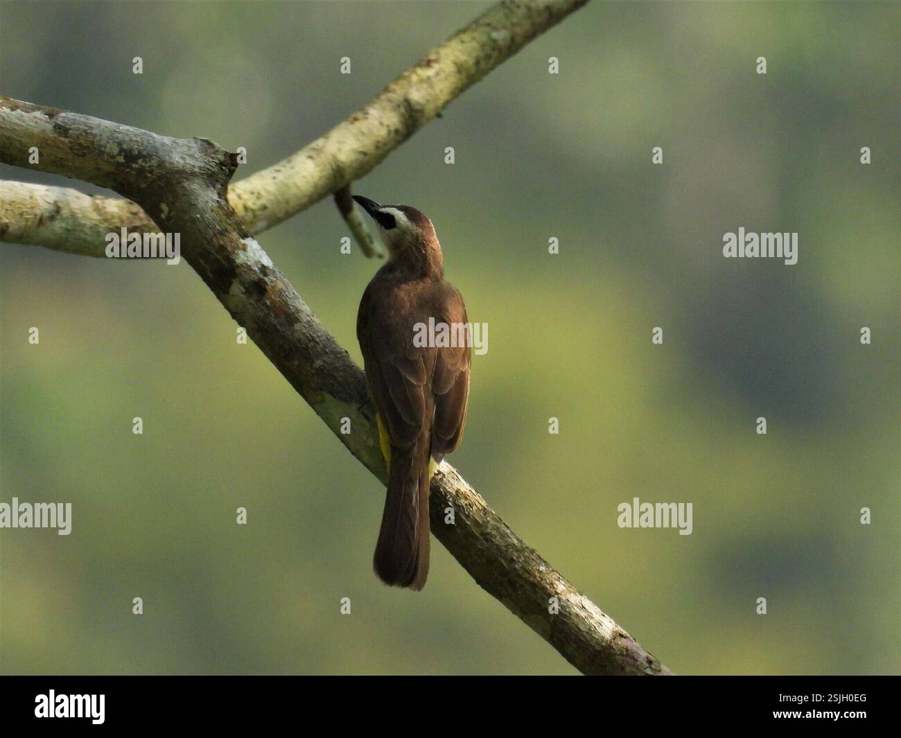 Yellow-vented Bulbul (Pycnonotus goiavier), Aves, George Town, Penang ...