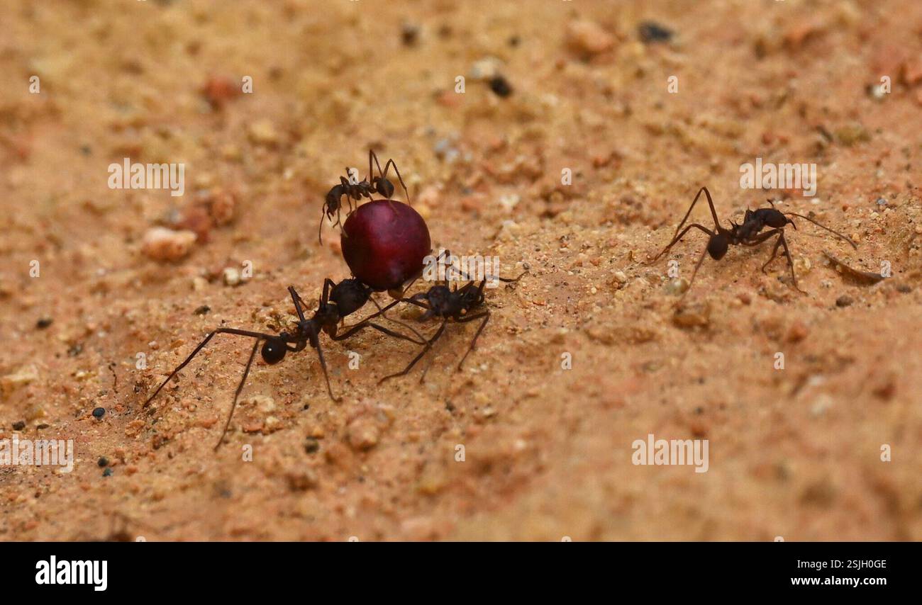 Atta Leaf-cutter Ants (Atta), Insecta, Wayra Reserve, Ecuador Stock ...