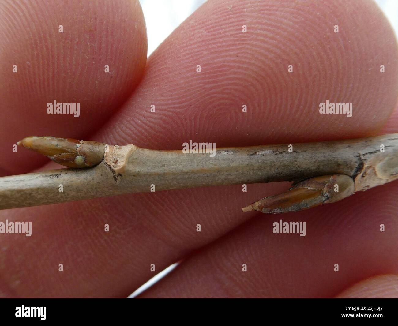 Eastern Cottonwood (Populus deltoides), Plantae, Warren, VT 05674, USA ...