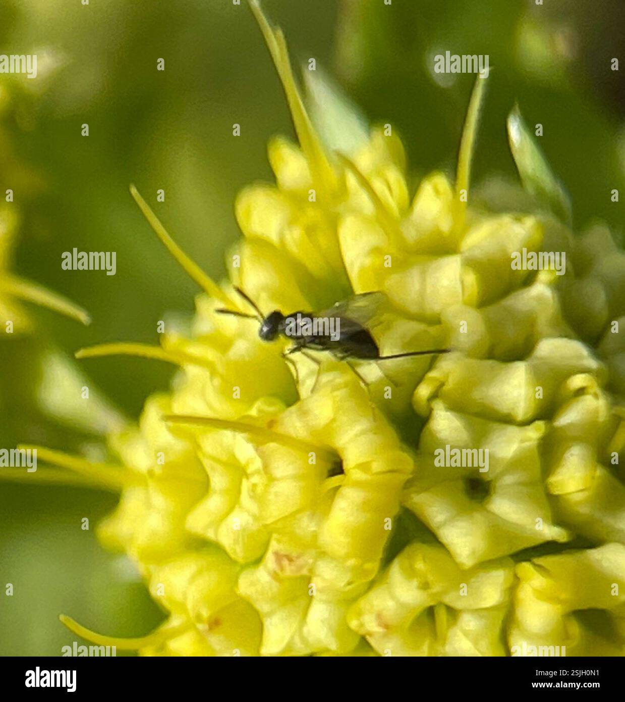 (Torymidae), Insecta, Via Laguna Vista, San Luis Obispo, CA, US Stock ...