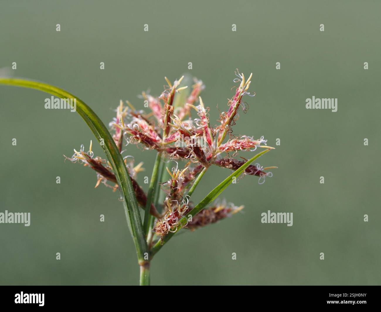 Purple nutsedge (Cyperus rotundus), Plantae, 台灣雲林縣 Stock Photo - Alamy