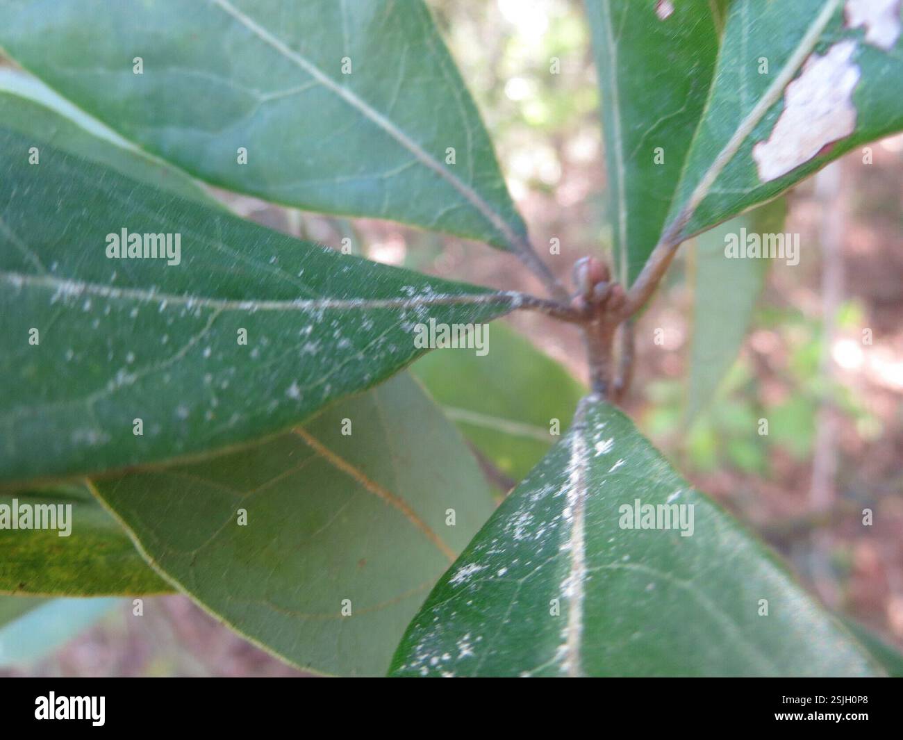 Swamp Bay (Persea palustris), Plantae, Windsor Forest, Savannah, GA ...