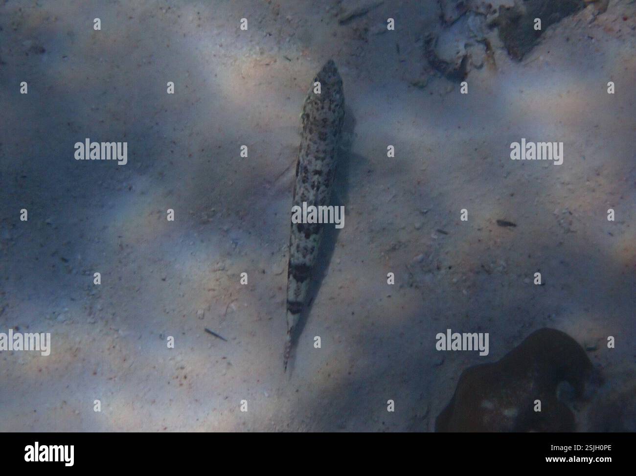 Variegated Lizardfish (Synodus variegatus), Actinopterygii, Ko Phra ...