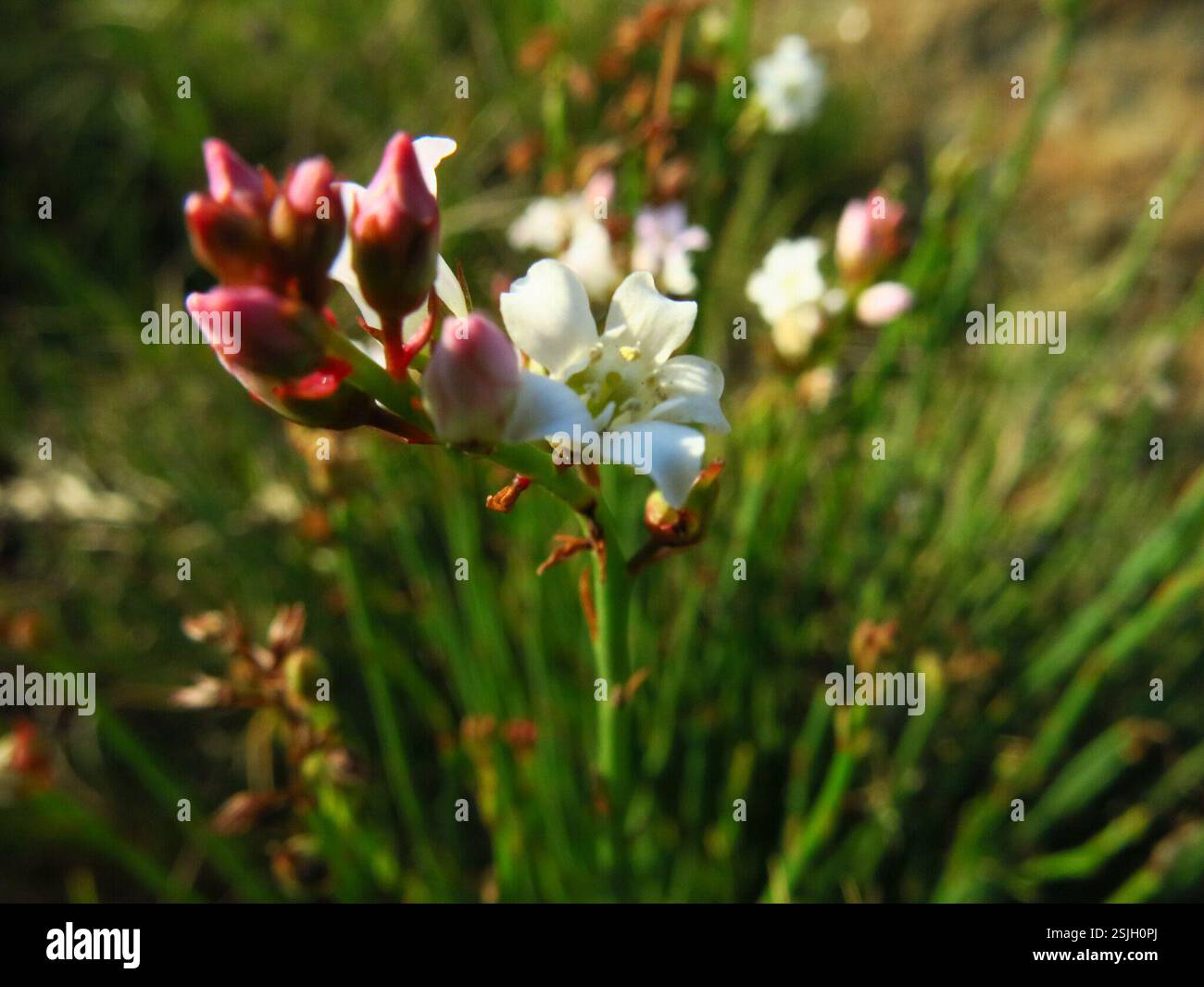 Water Pimpernel (Samolus porosus), Plantae, Leisure Crest, Port Edward ...