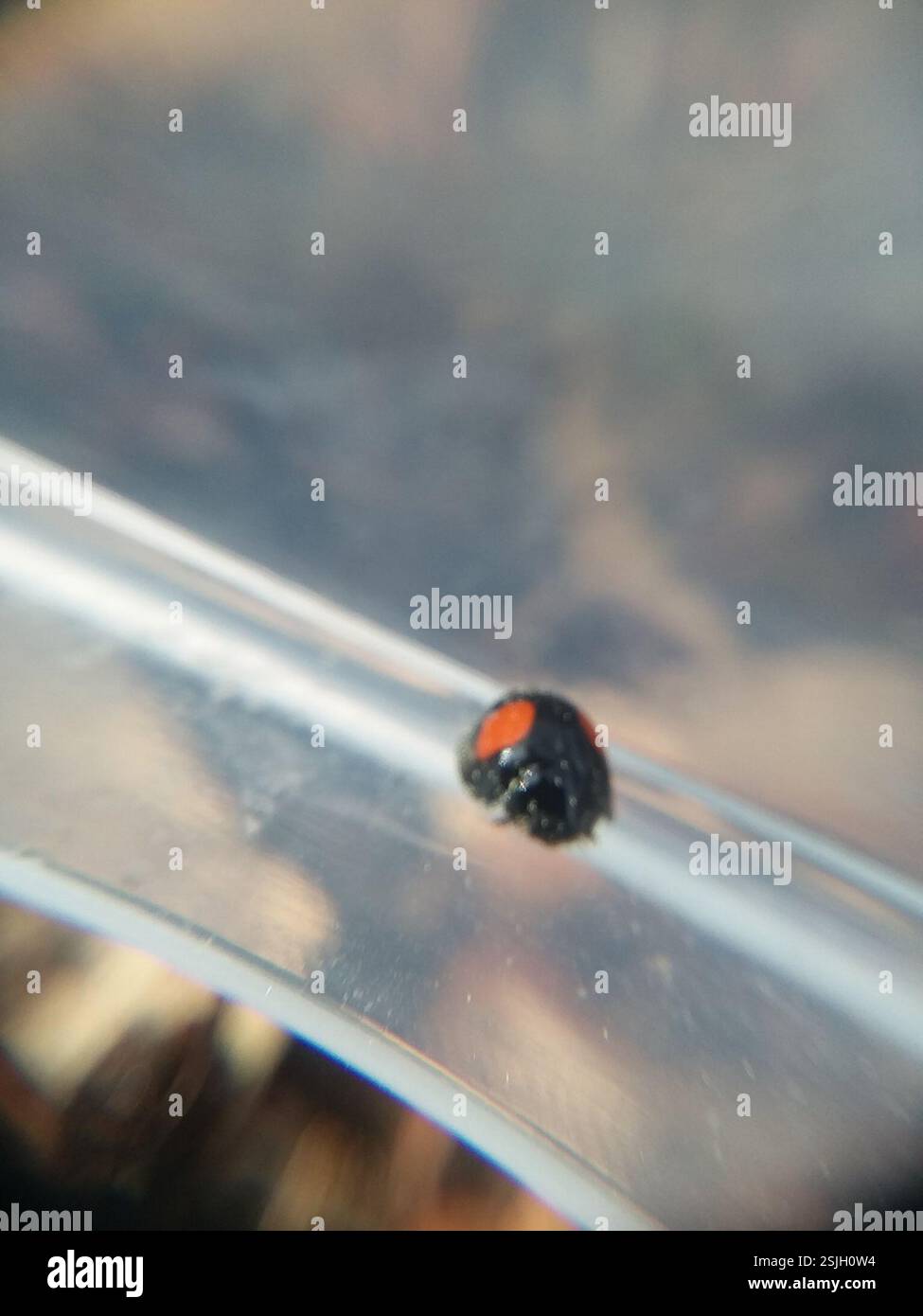 Cactus Lady Beetle (Chilocorus cacti), Insecta, Windsor Forest ...