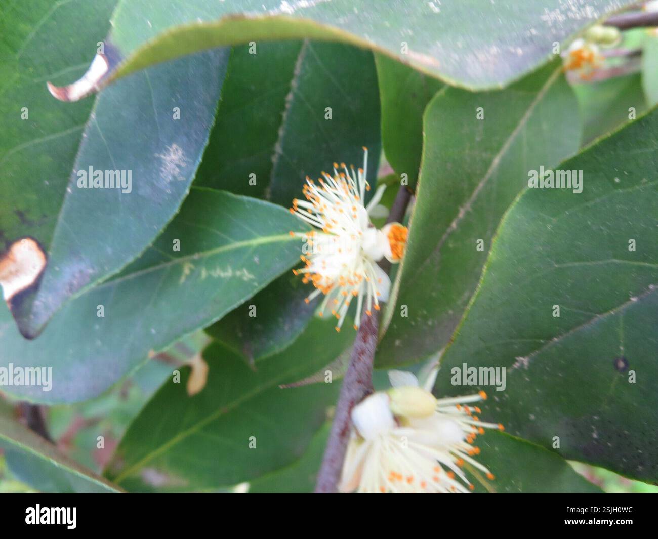 Sweetleaf (Symplocos tinctoria), Plantae, Windsor Forest, Savannah, GA ...