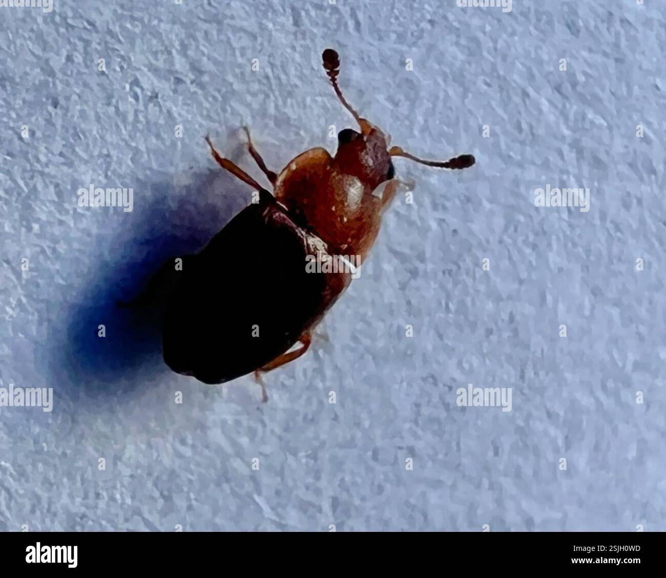 (Epuraea), Insecta, Nielson St, Watsonville, CA, US Stock Photo - Alamy